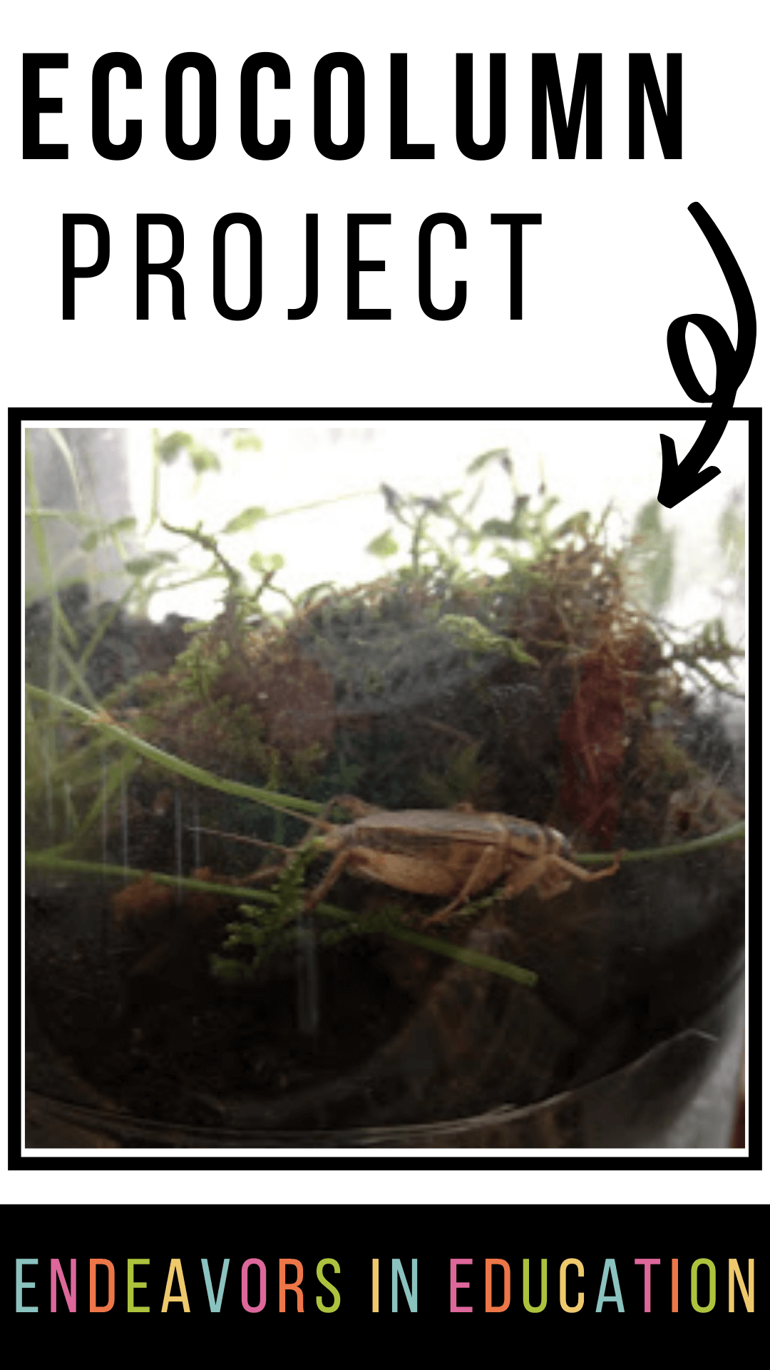 Ecocolumn Project for the Elementary Science Classroom - Endeavors in ...