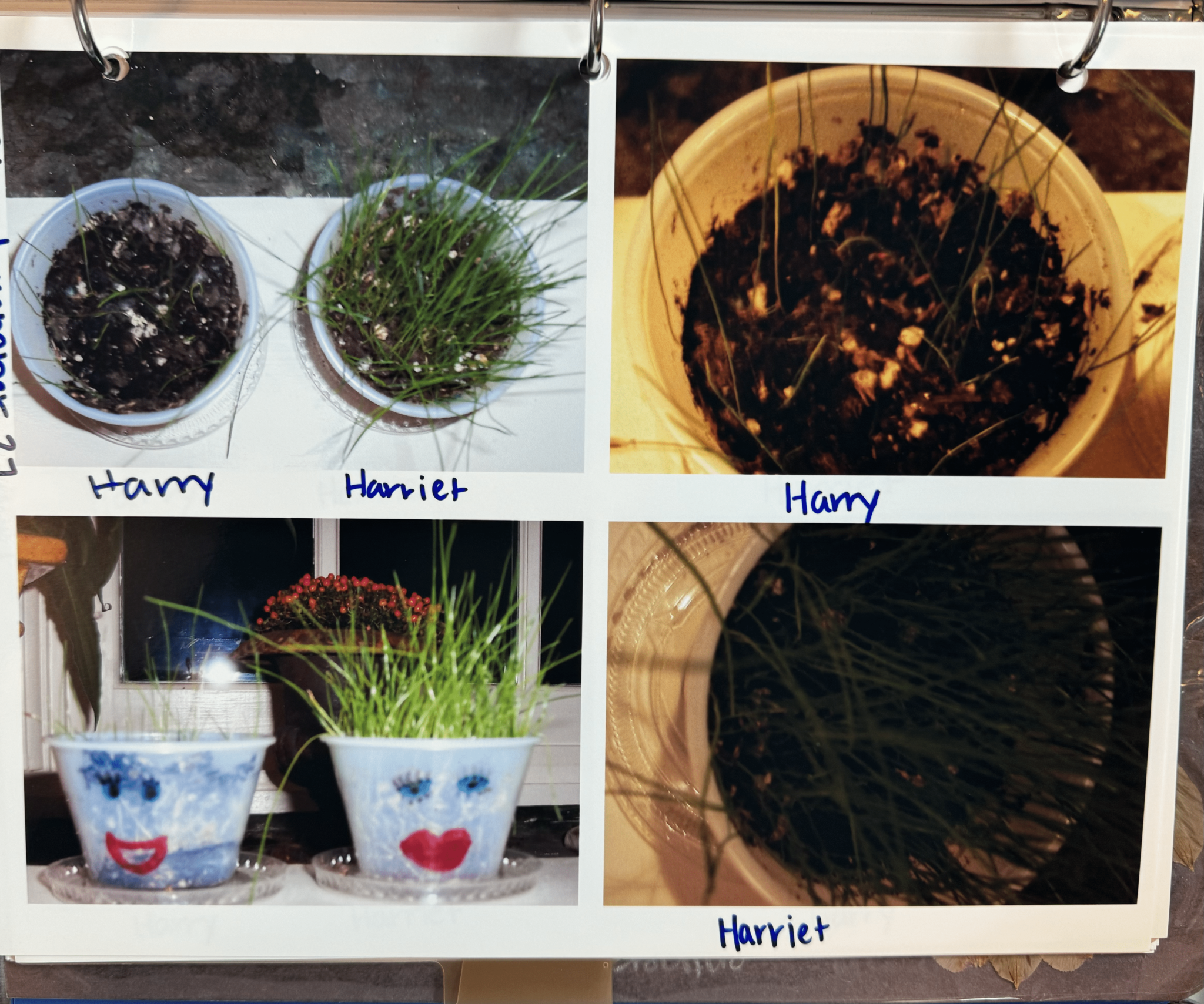 6 Ideas for Teaching Plant and Animal Life Cycles in Elementary Science ...