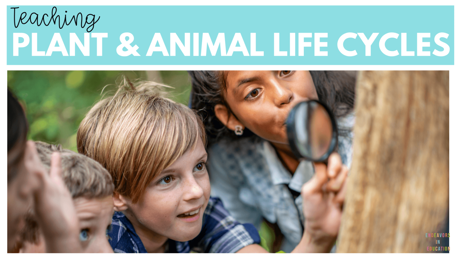 6 Ideas for Teaching Plant and Animal Life Cycles in Elementary Science ...